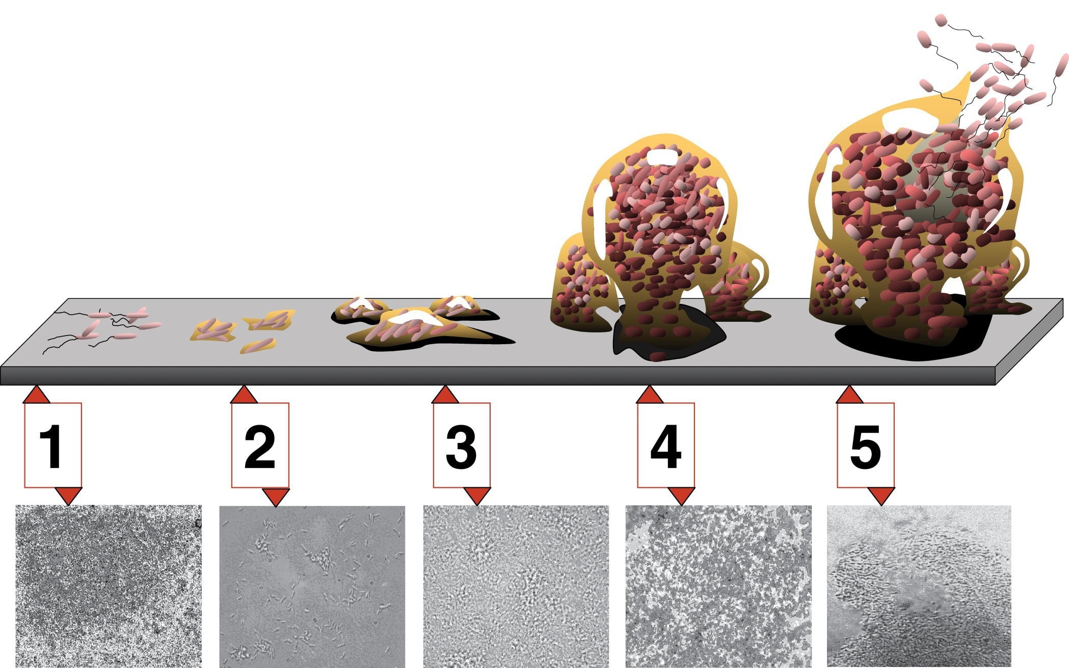 The Five Stages of Biofilm Development - EXXCL Oral Blue - Biofilm ...